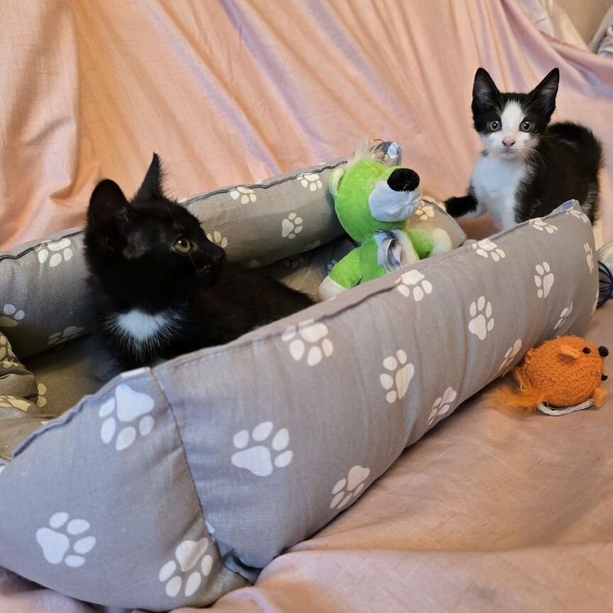 Котята в добрые руки
