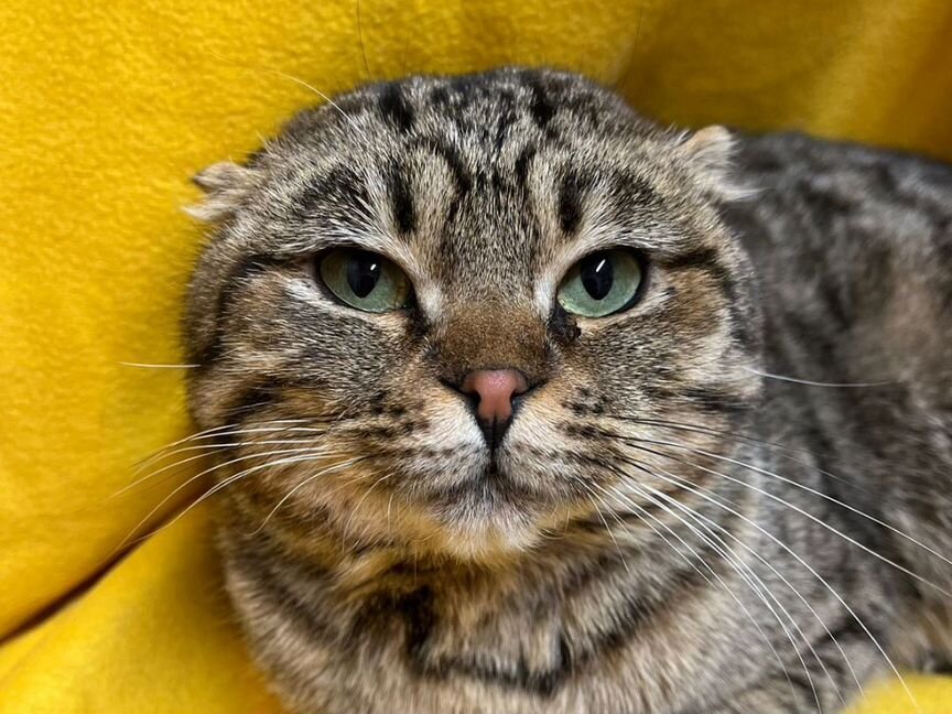 Ласковая вислоухая киска из приюта ищет дом