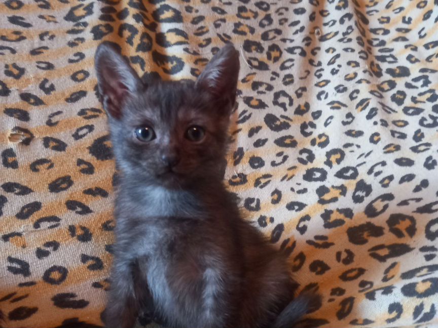 Кошка