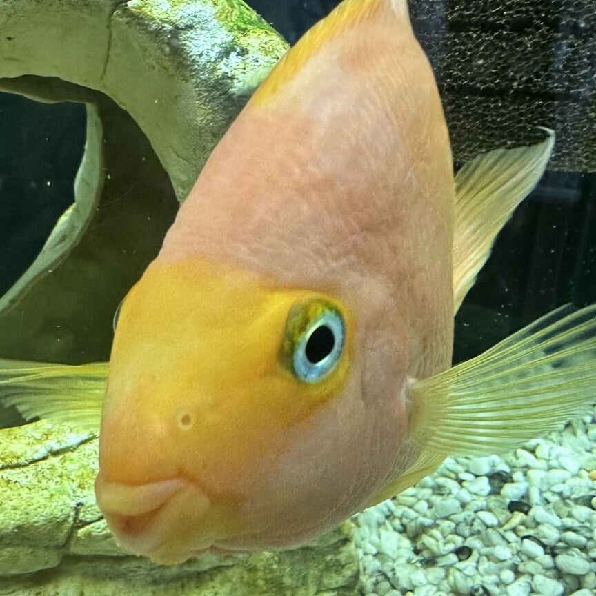 Рыбка попугай