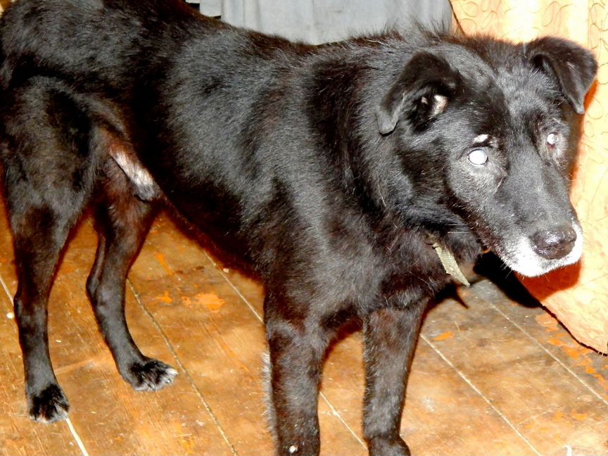 Слепому песику нужна передержка/дом