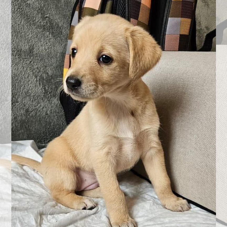 Щенок в добрые руки