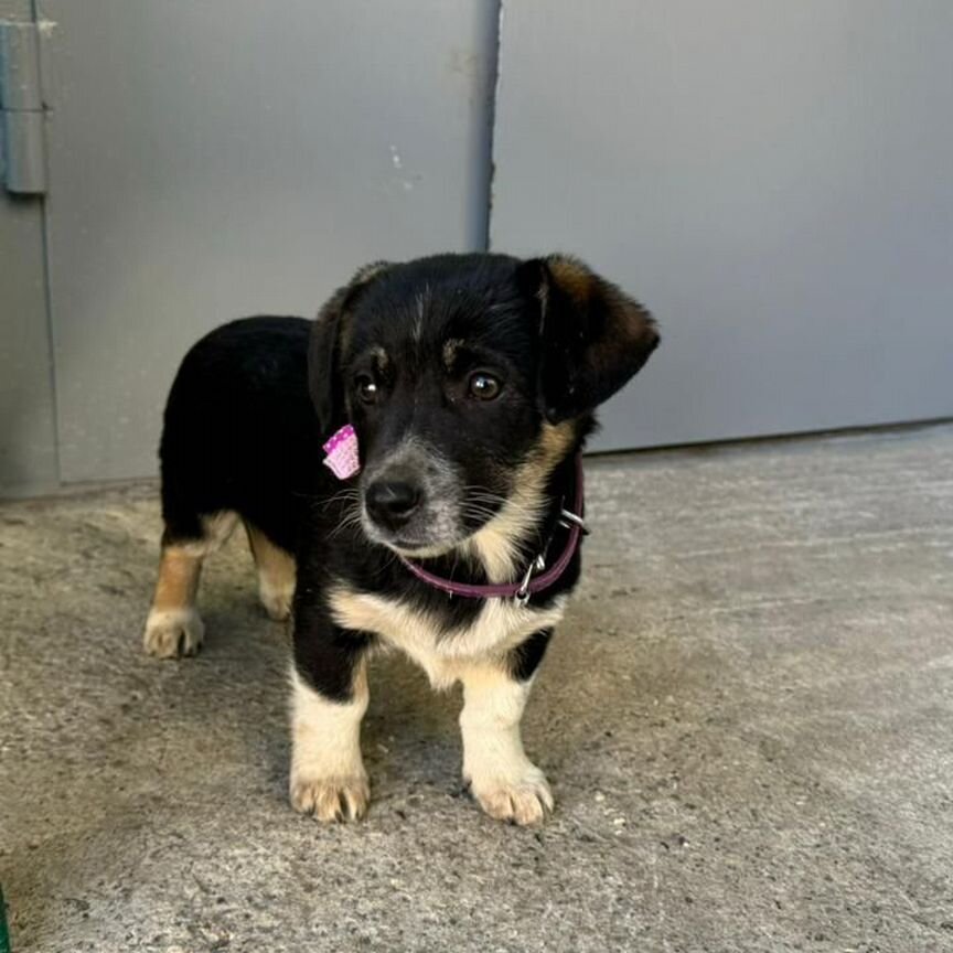 Щенок в добрые руки