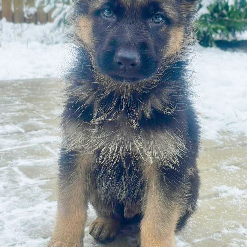 Черные щенки немецкой овчарки