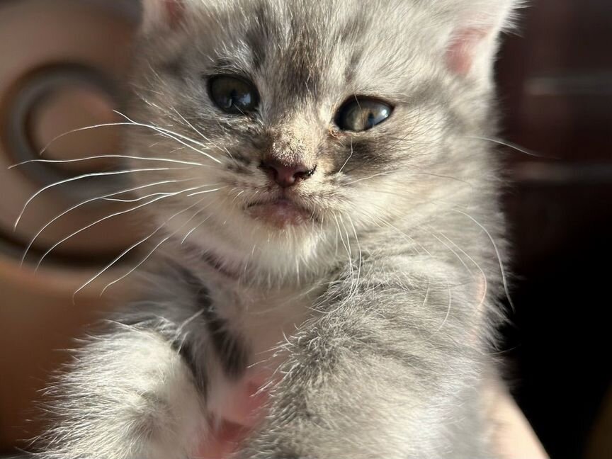 Кошечка лили