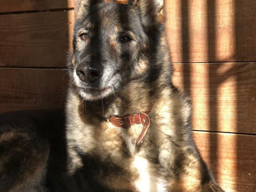 Беззубый пёс из приюта