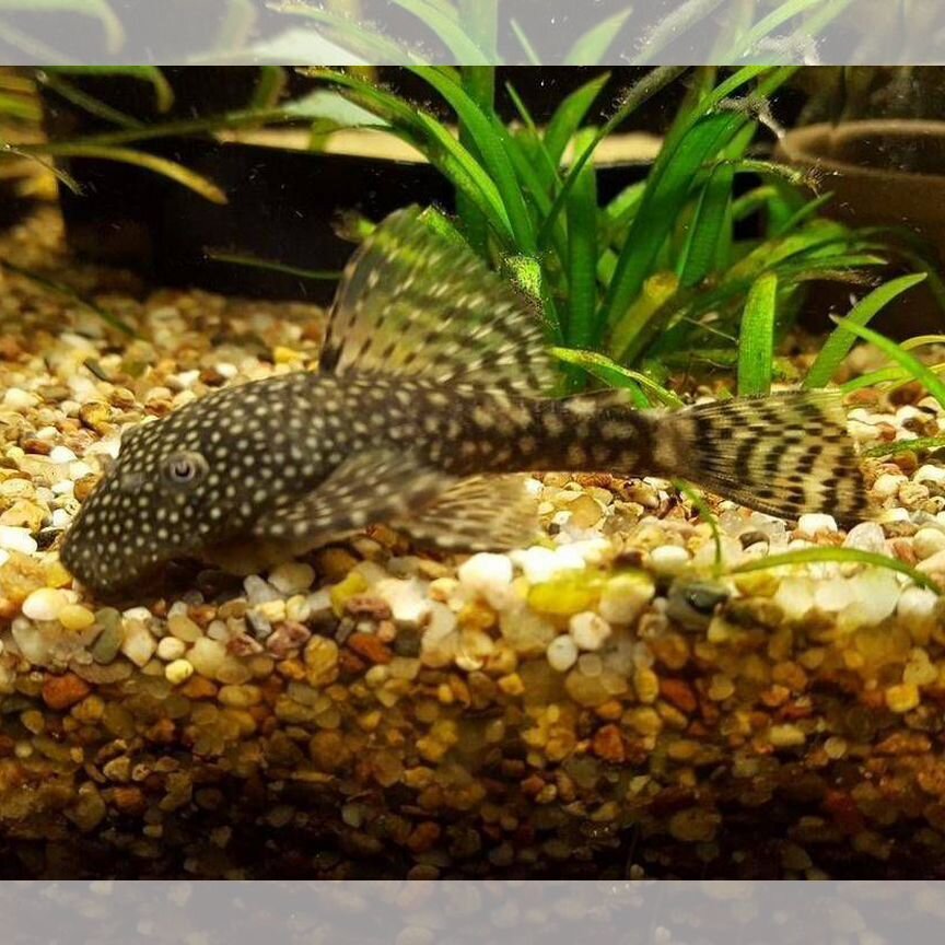 Сомик анциструс