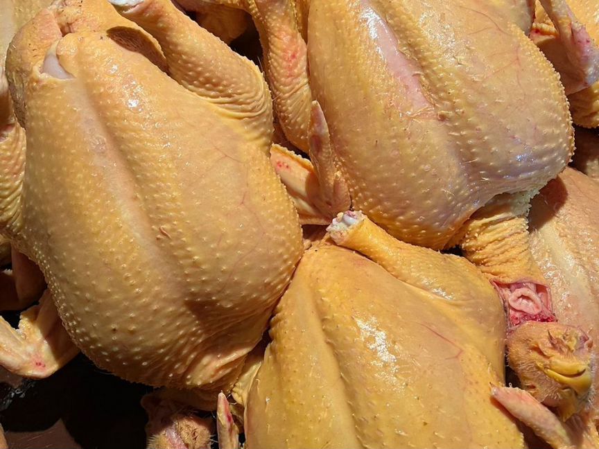 Куры бройлеры