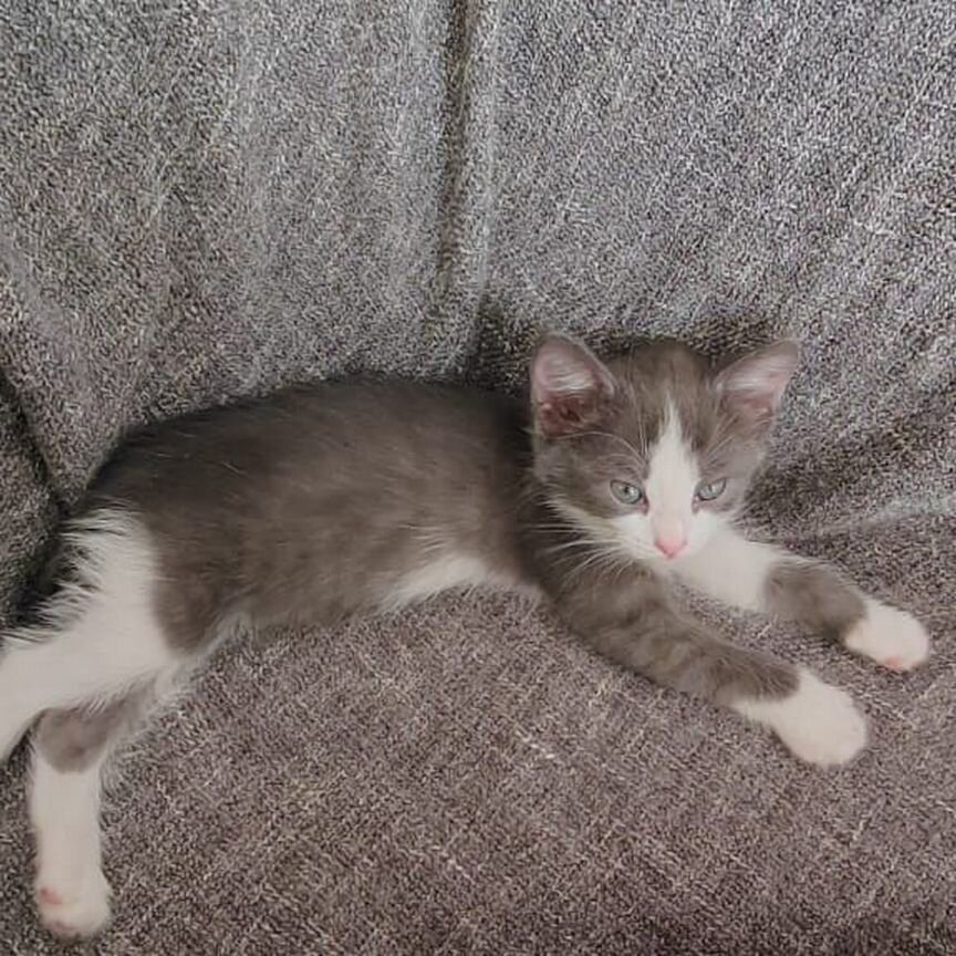 Кошка 2 месяца