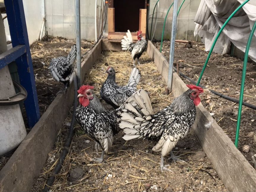 Петух Сибрайт