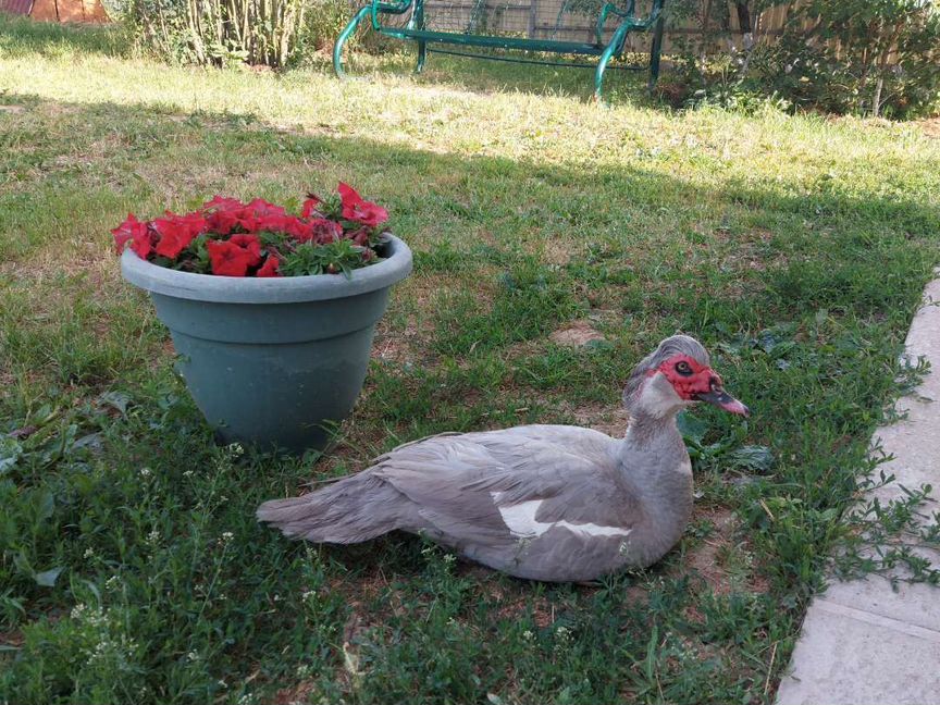 Мускусные утки тяжелые линии