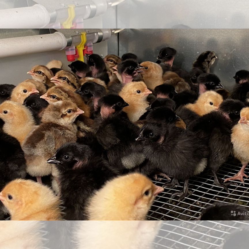 Курочки несушки и мясо-яичного направления 15 дней