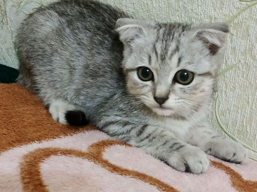 Вислоухий котик