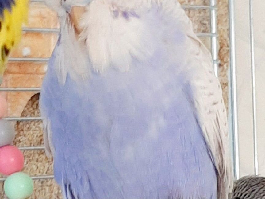 Выставочные волнистые попугаи чехи