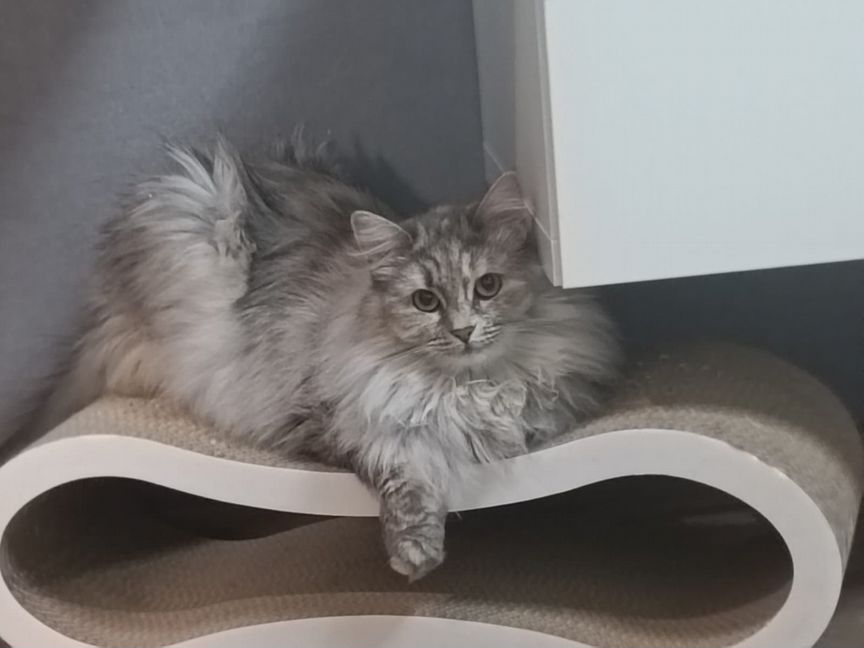 Сибирская кошка бесплатно