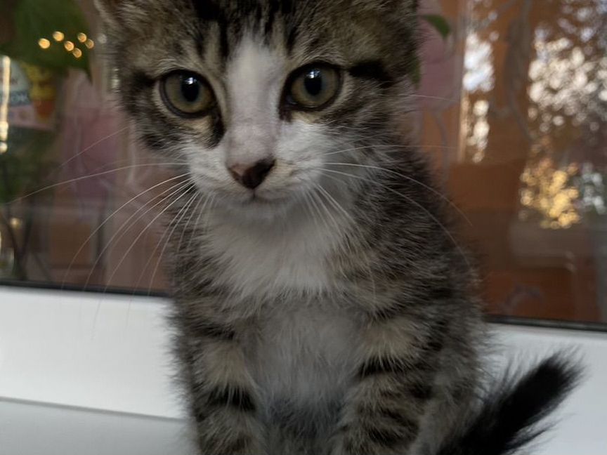 Кошки в добрые руки бесплатно