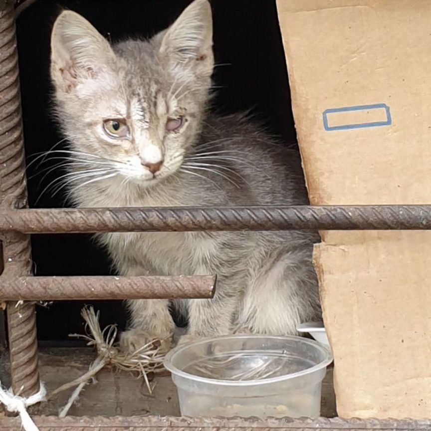 Котёнку сиротке нужен хозяин