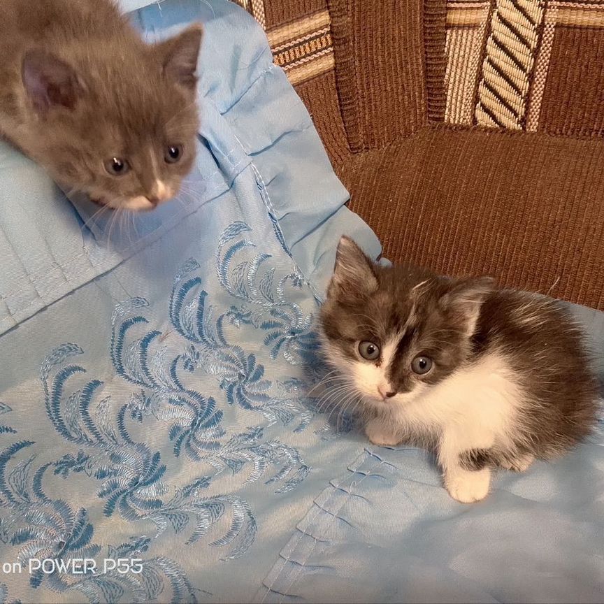 Котята в добрые руки 1 месяц