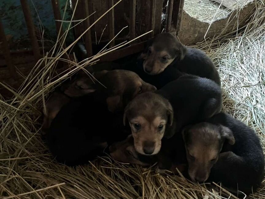 Кутята русские гончие