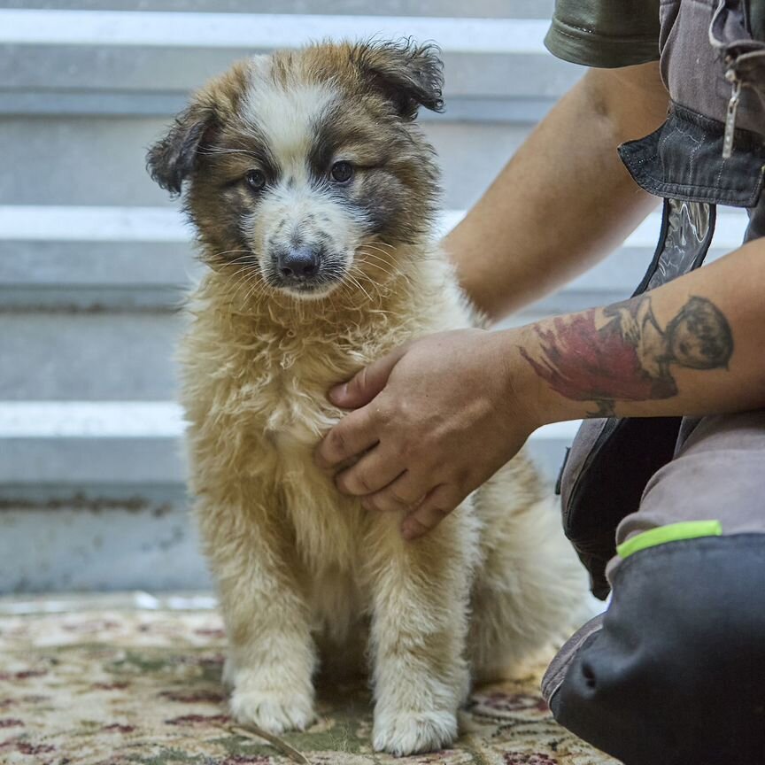 Мушкетёр Атос ищет дом