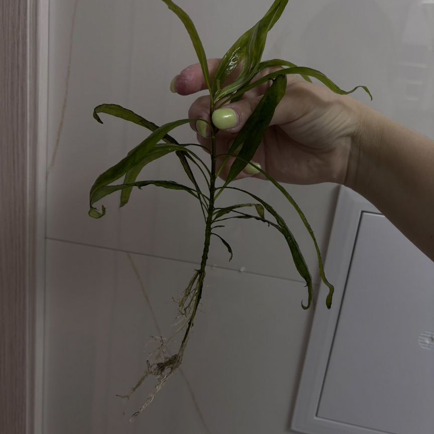 Аквариумные растения