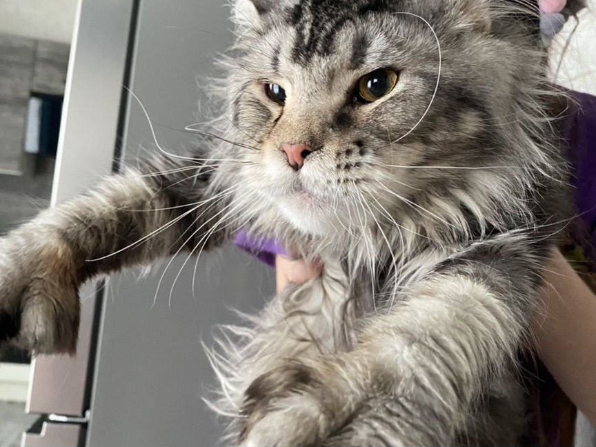 Мейн-кун полидакт вязка