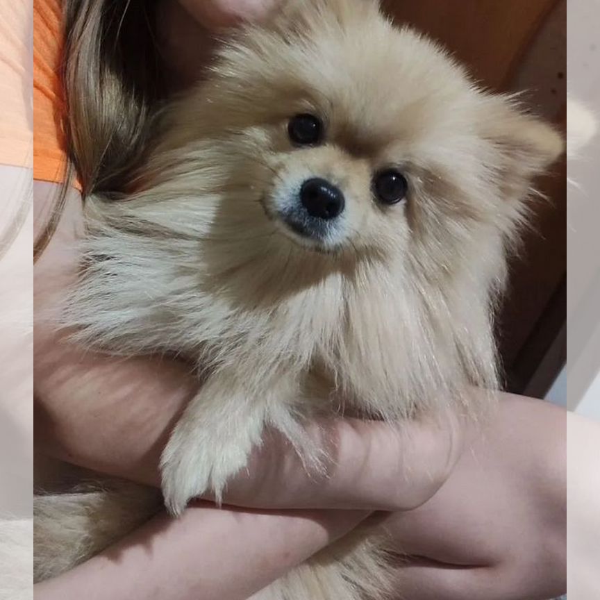 Немецкий шпиц, взрослый пёс