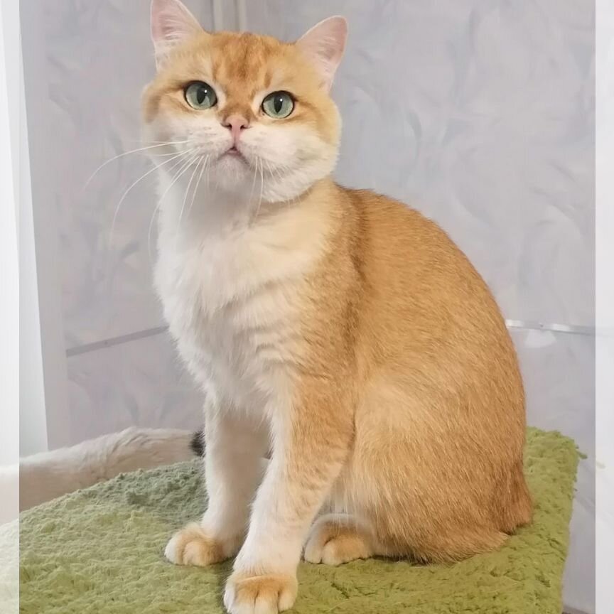 Британский короткошёрстный, взрослый кот