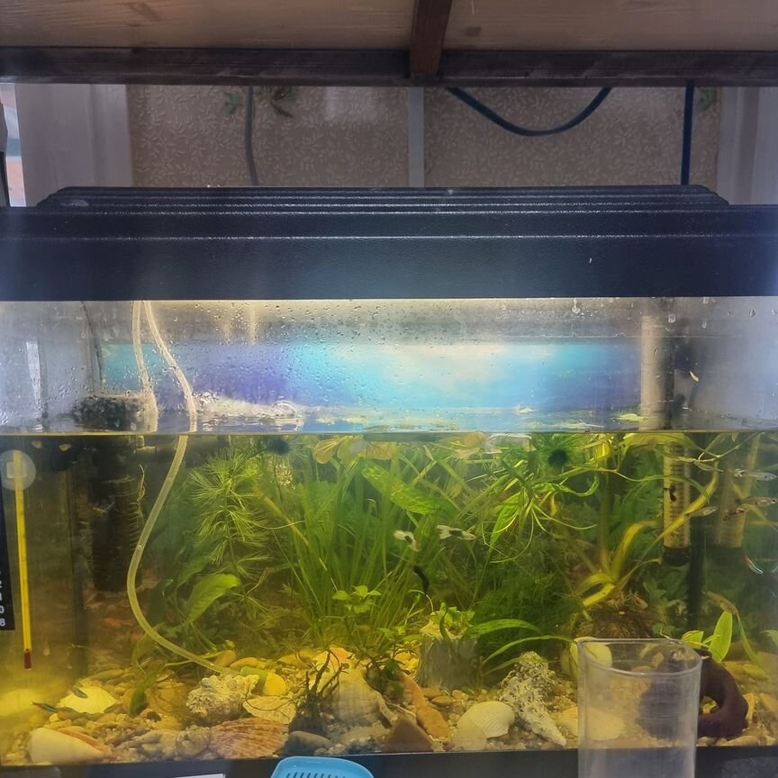 Аквариум с растениями
