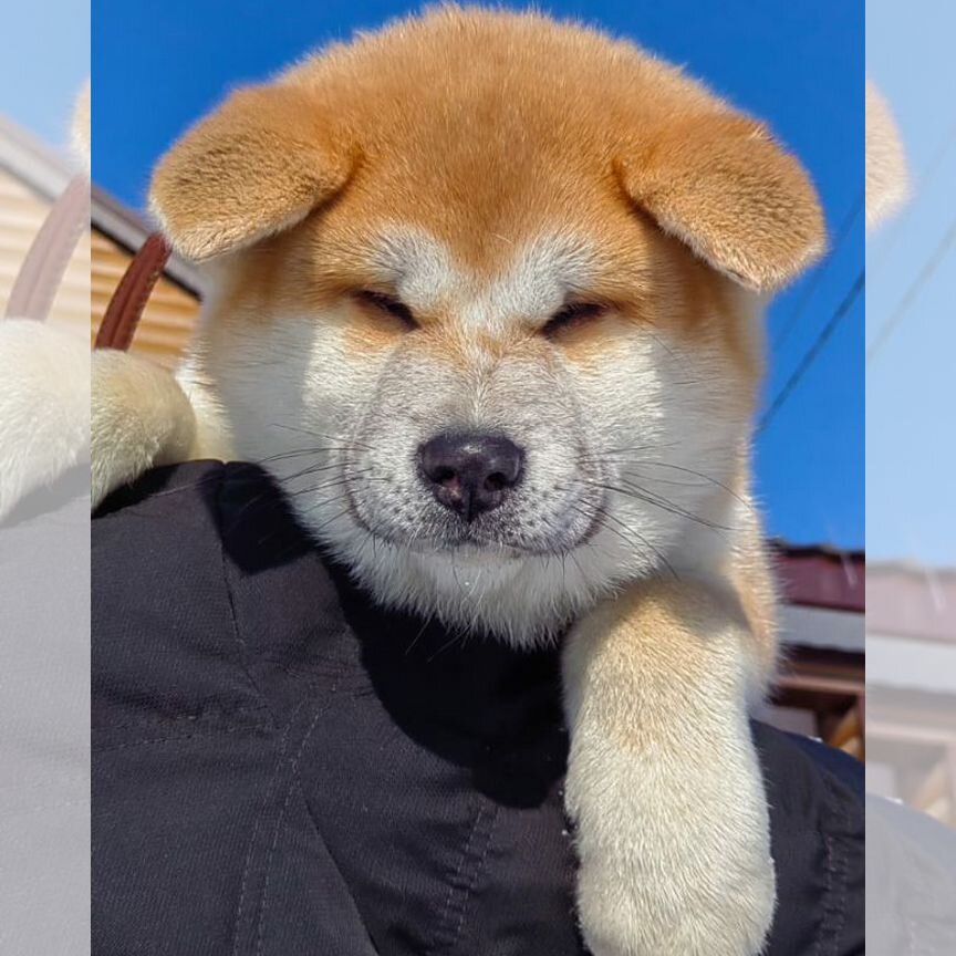 Японская акита