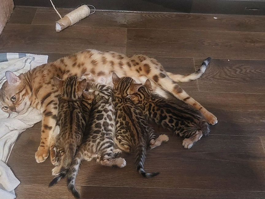 Бенгальские котята