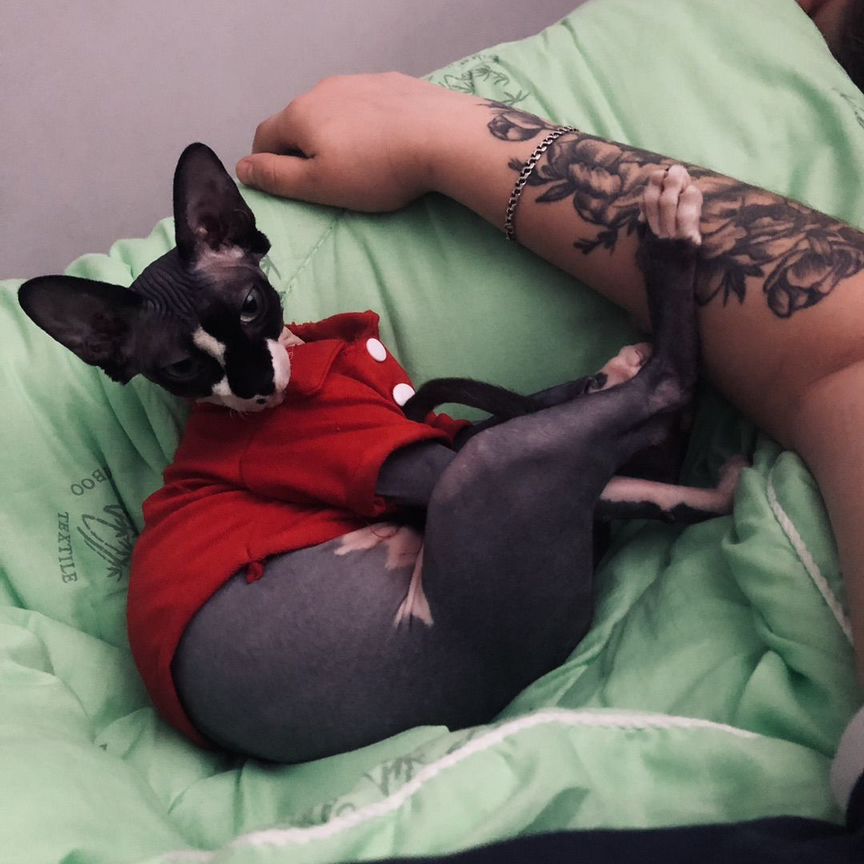 Канадский сфинкс