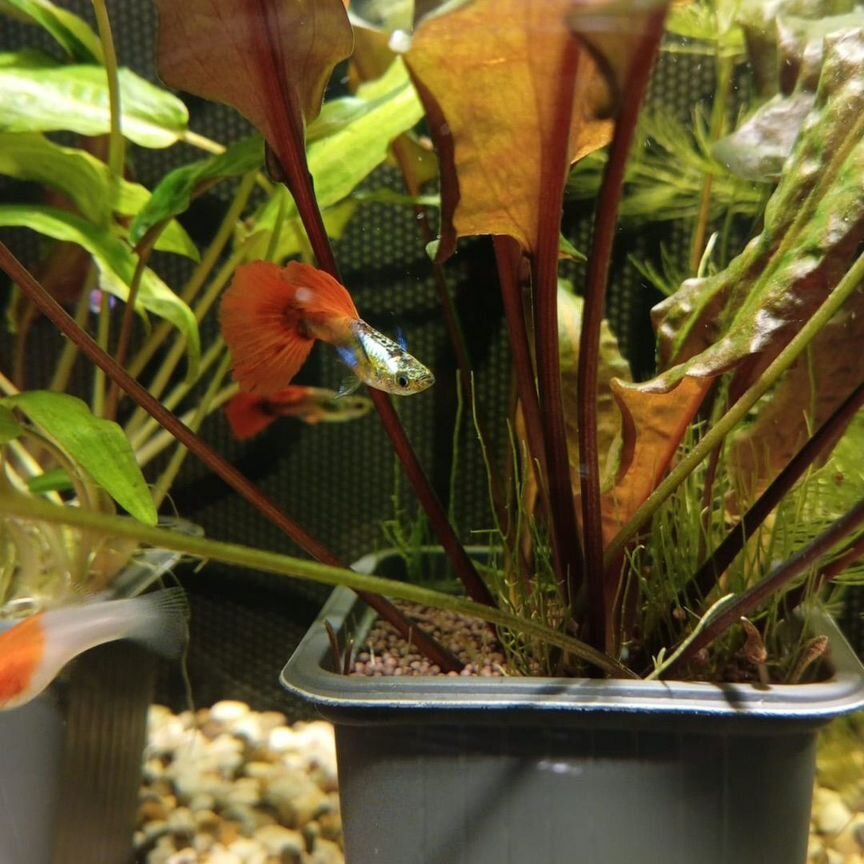 Гуппи Dambo Platinum Red Tail