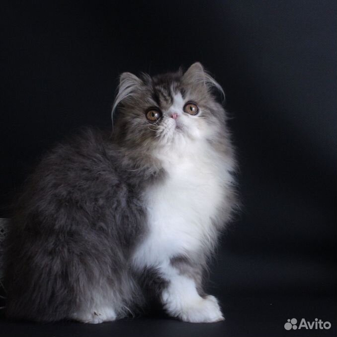 Персидский котик-енотик