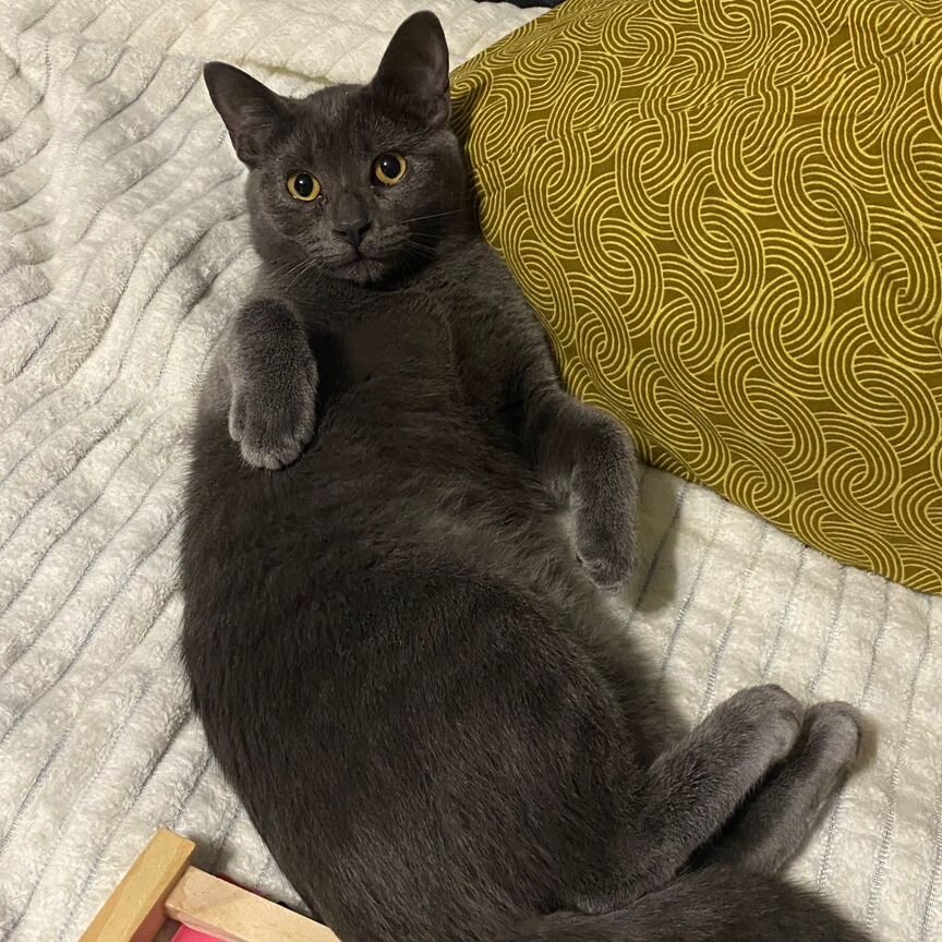 Отдам в добрые руки котенка