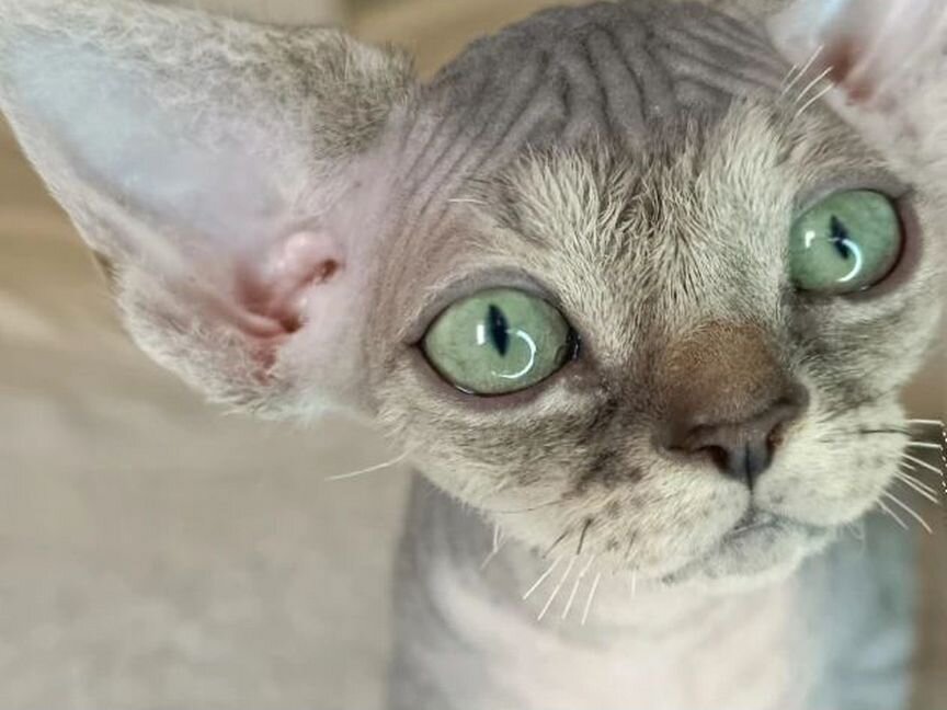 Милый котёнок