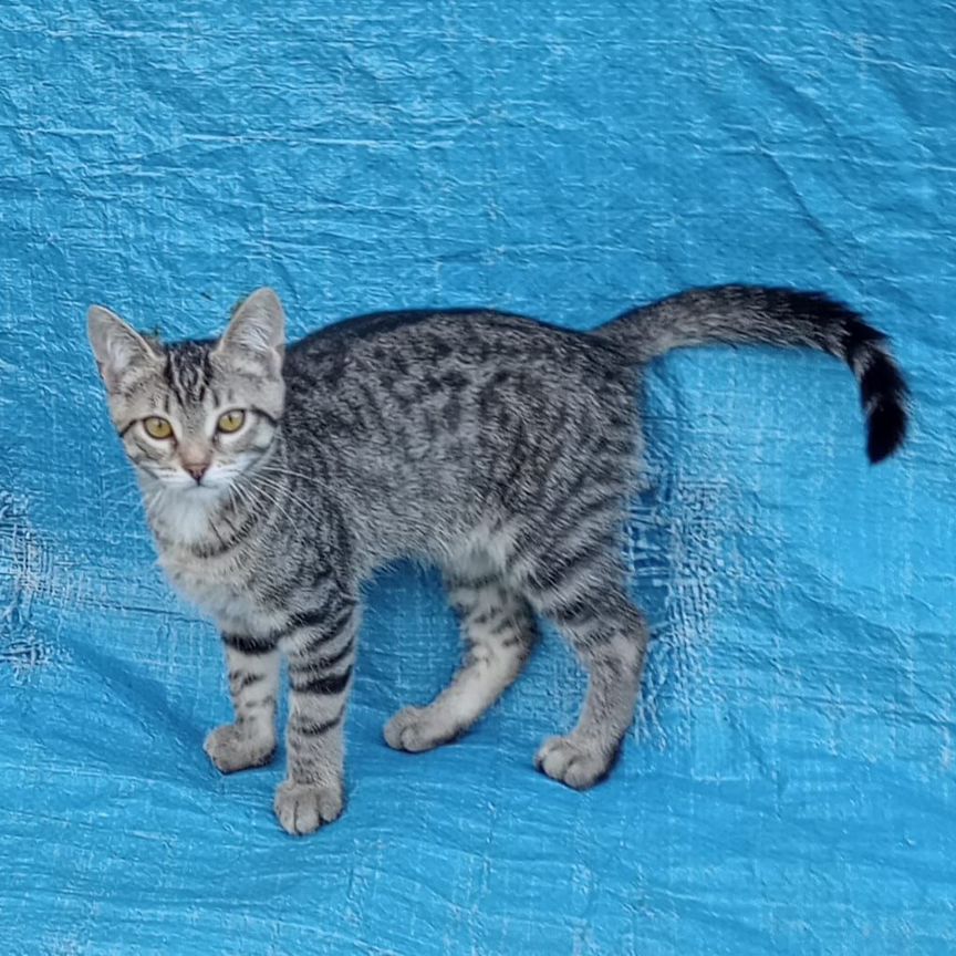 Котёнок девочка в хорошие руки