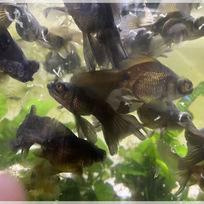 Рыбки аквариумные