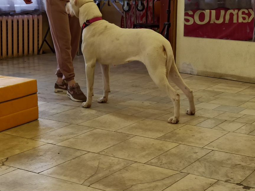 Аргентинский дог