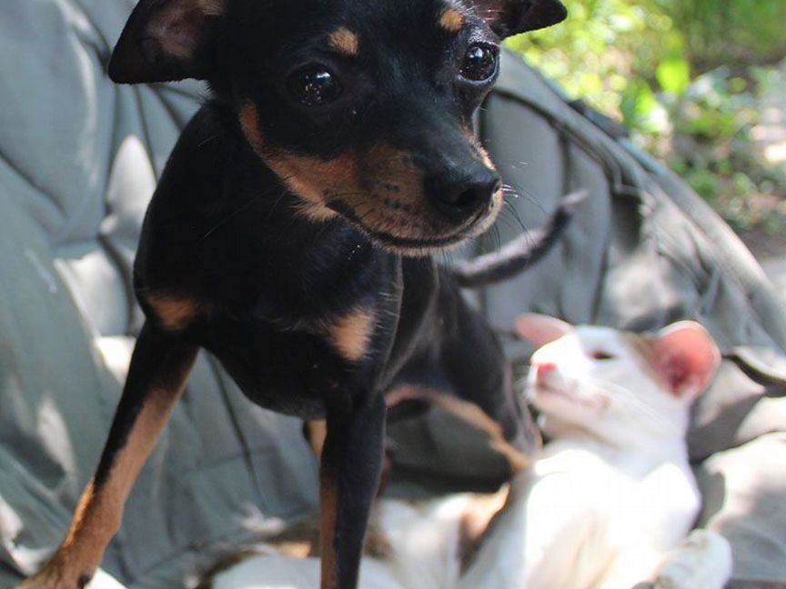 Черно-подпалый мальчик Русский той