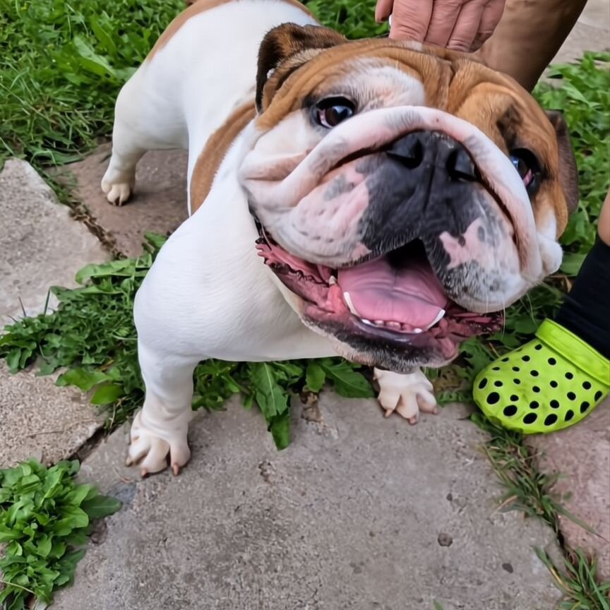 Английский бульдог, взрослая собака