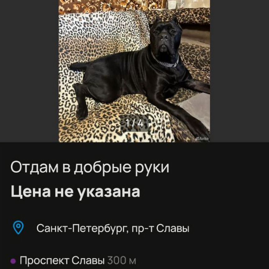 Собака в добрые руки отдам бесплатно