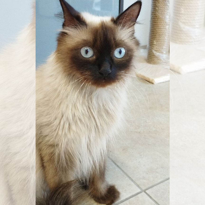 Котенок 8 месяцев девочка