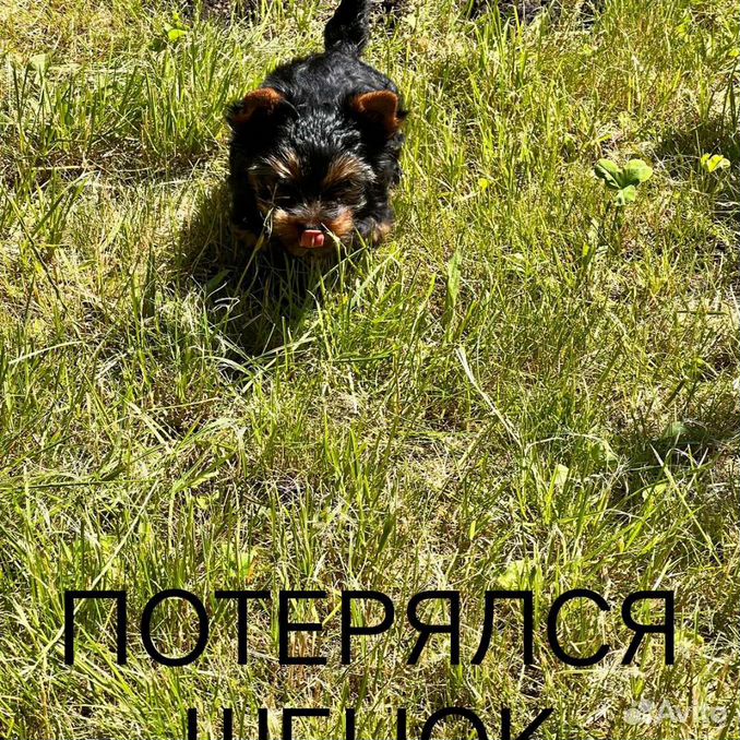 Потерялся Йоркширский терьер щенки