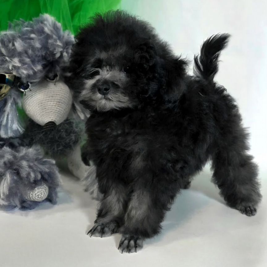 Той-пудель, щенок