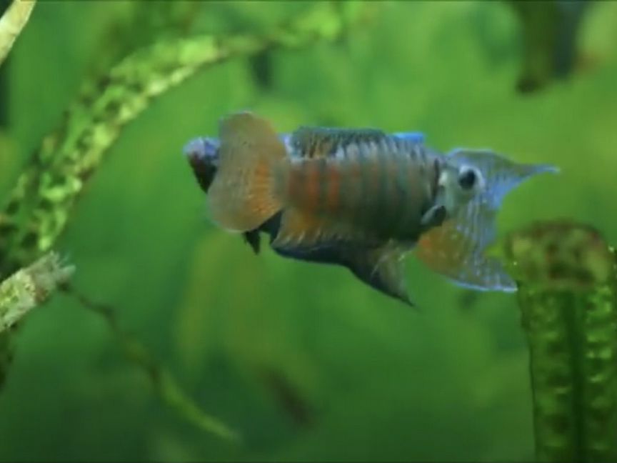 Рыбки петушок и макропод