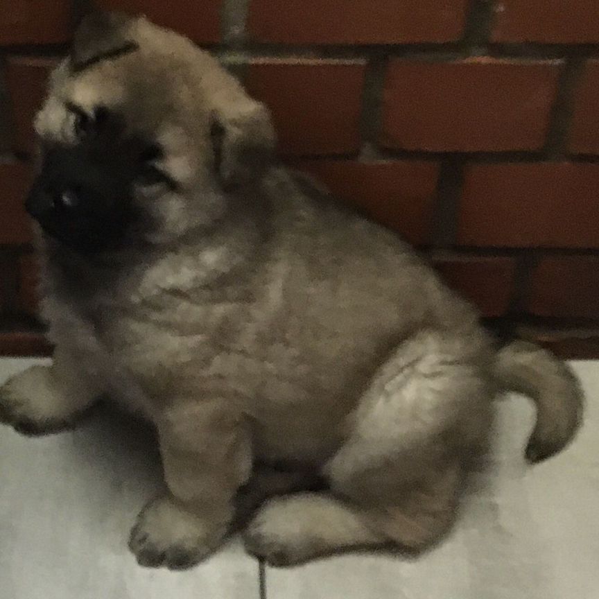 Американская акита, щенок