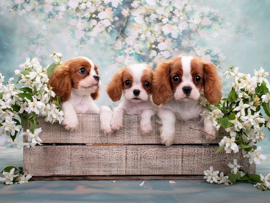 Кавалеры и Кавалерочки