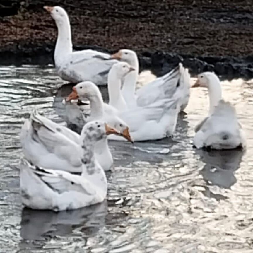 Гуси порода линда