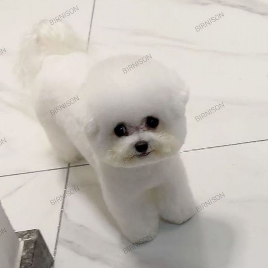 Бишон фризе, щенок